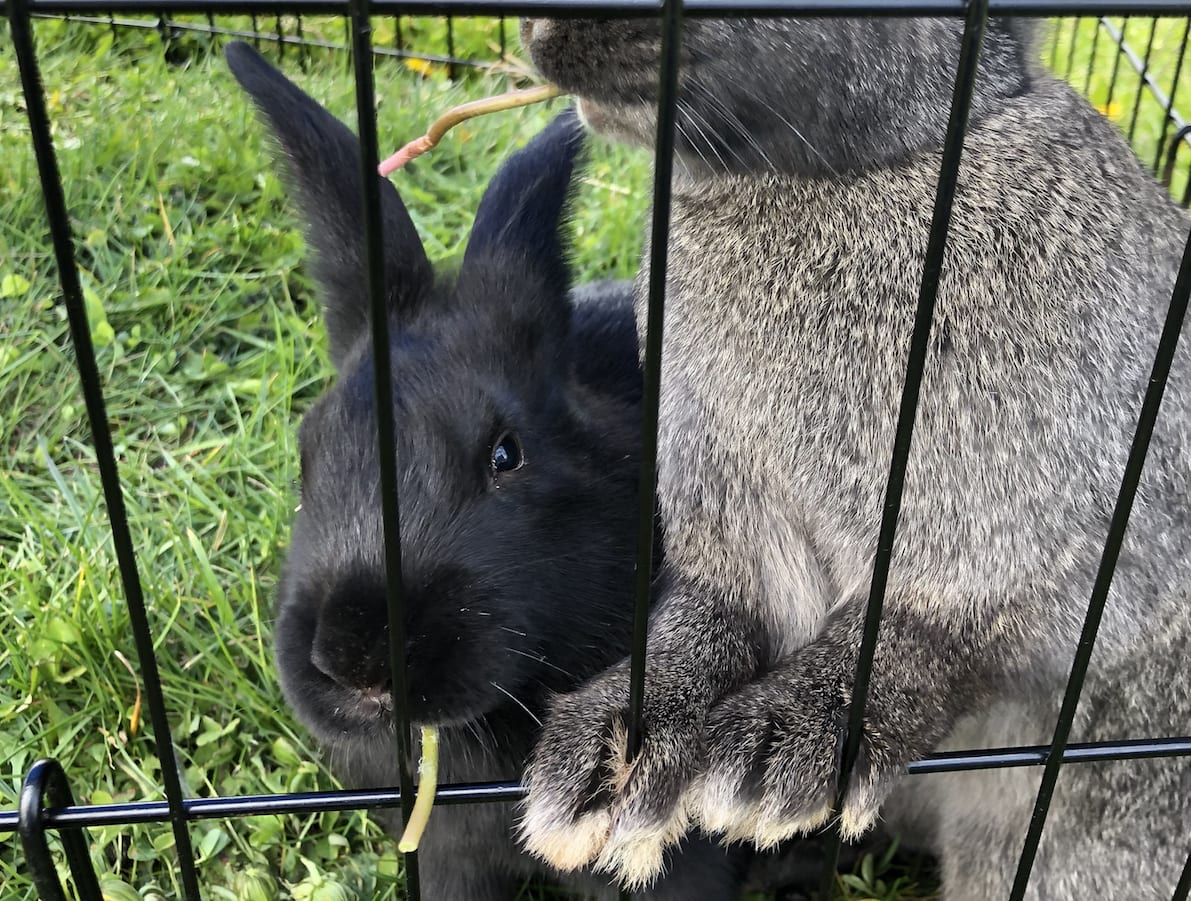 wascally wabbits | Sincerely, Sondra